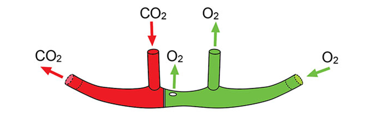 LO-FLO CO2 Sampling Cannula W/Dual O2 Delivery